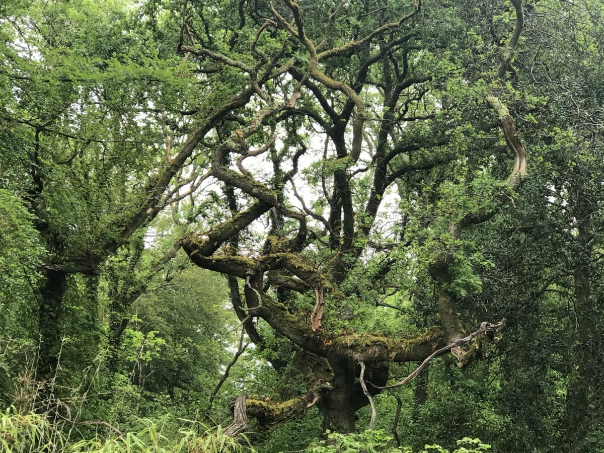 About MEMBRA – Membra